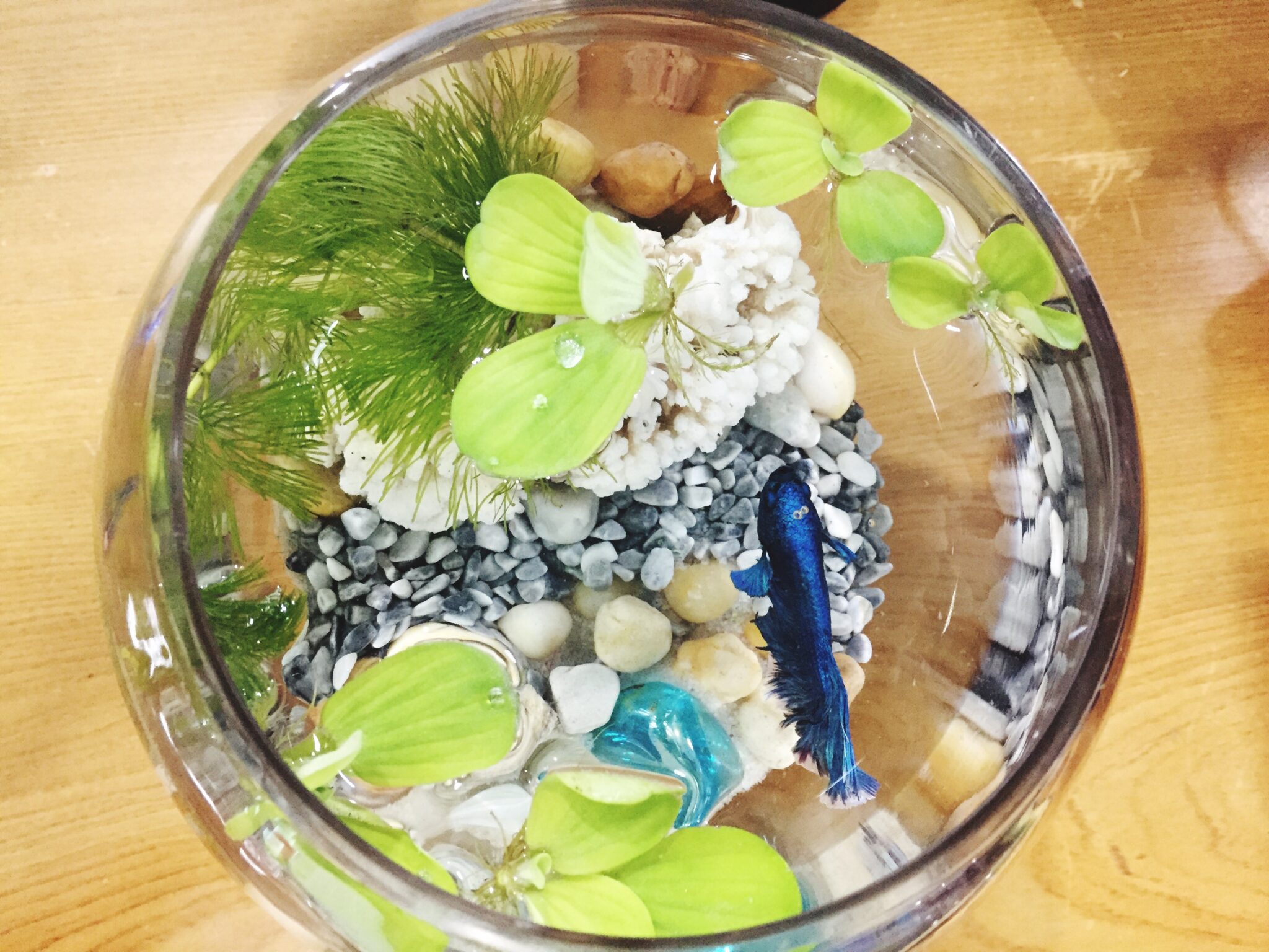 DIY Planted Fish Bowls: A Unique Gardening Project - My indoor garden.