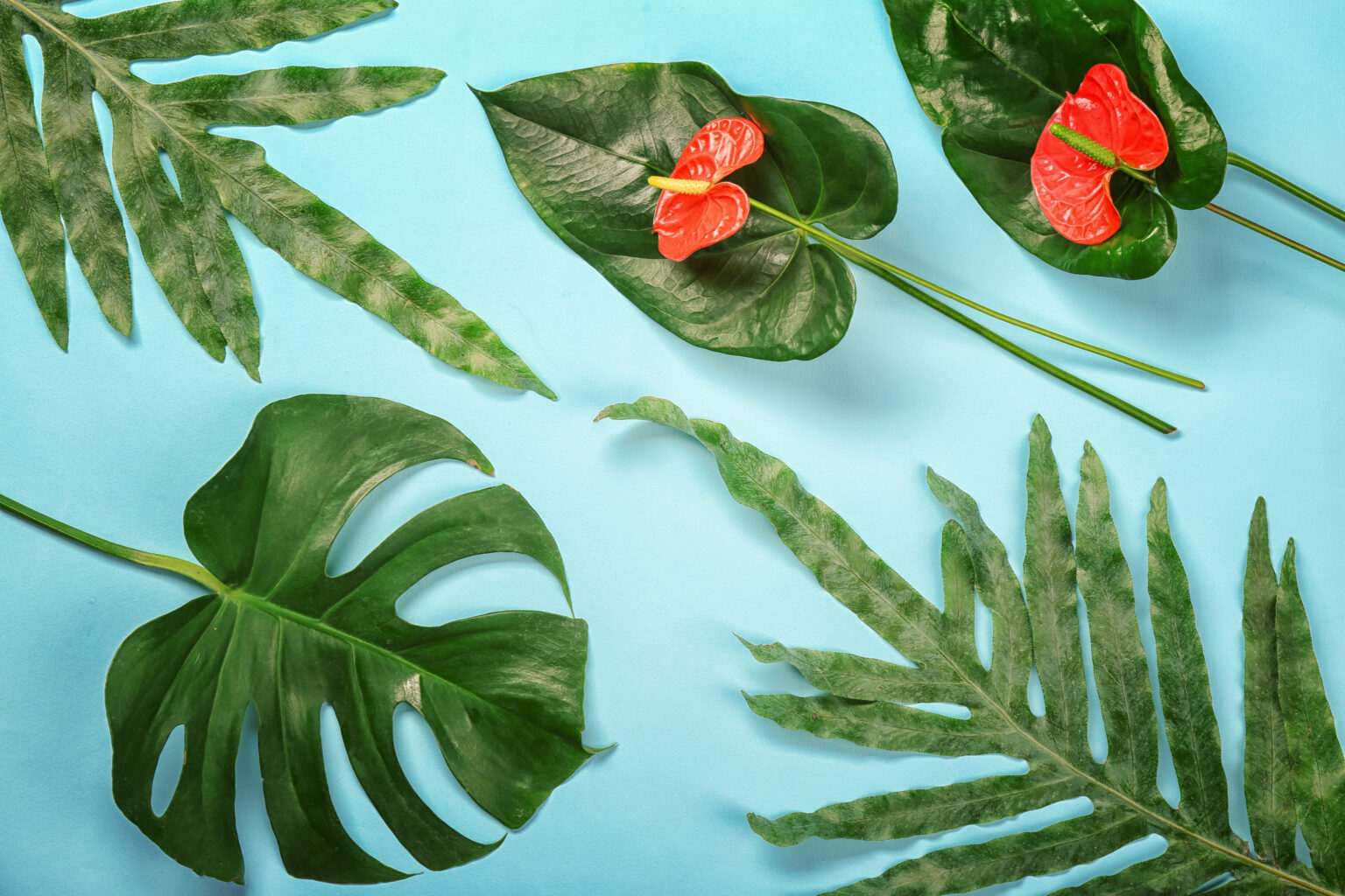 Top 10 Low Maintenance Indoor Plants For Beginners My Indoor Garden